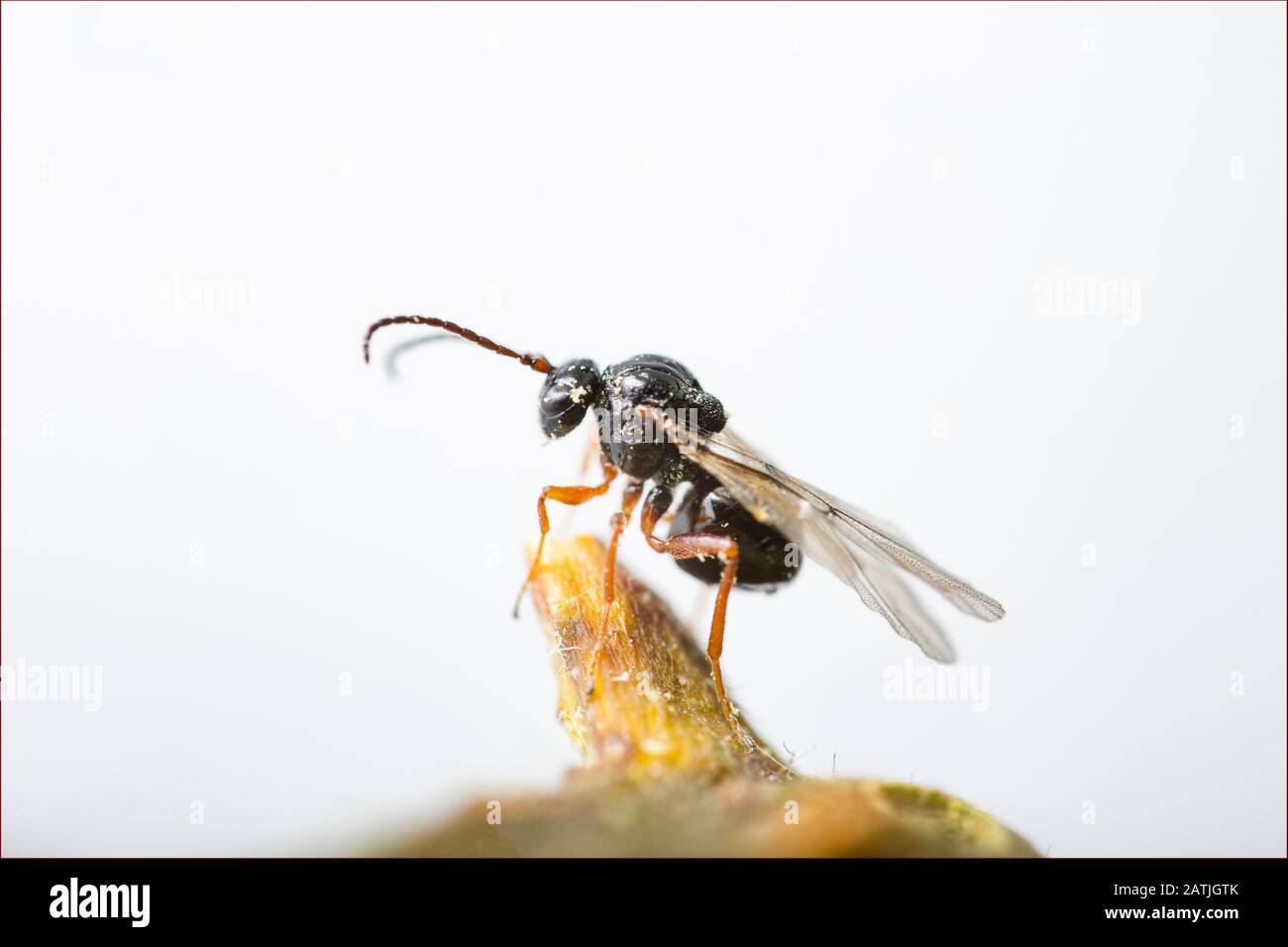 British wasp hi-res stock photography and images - Alamy