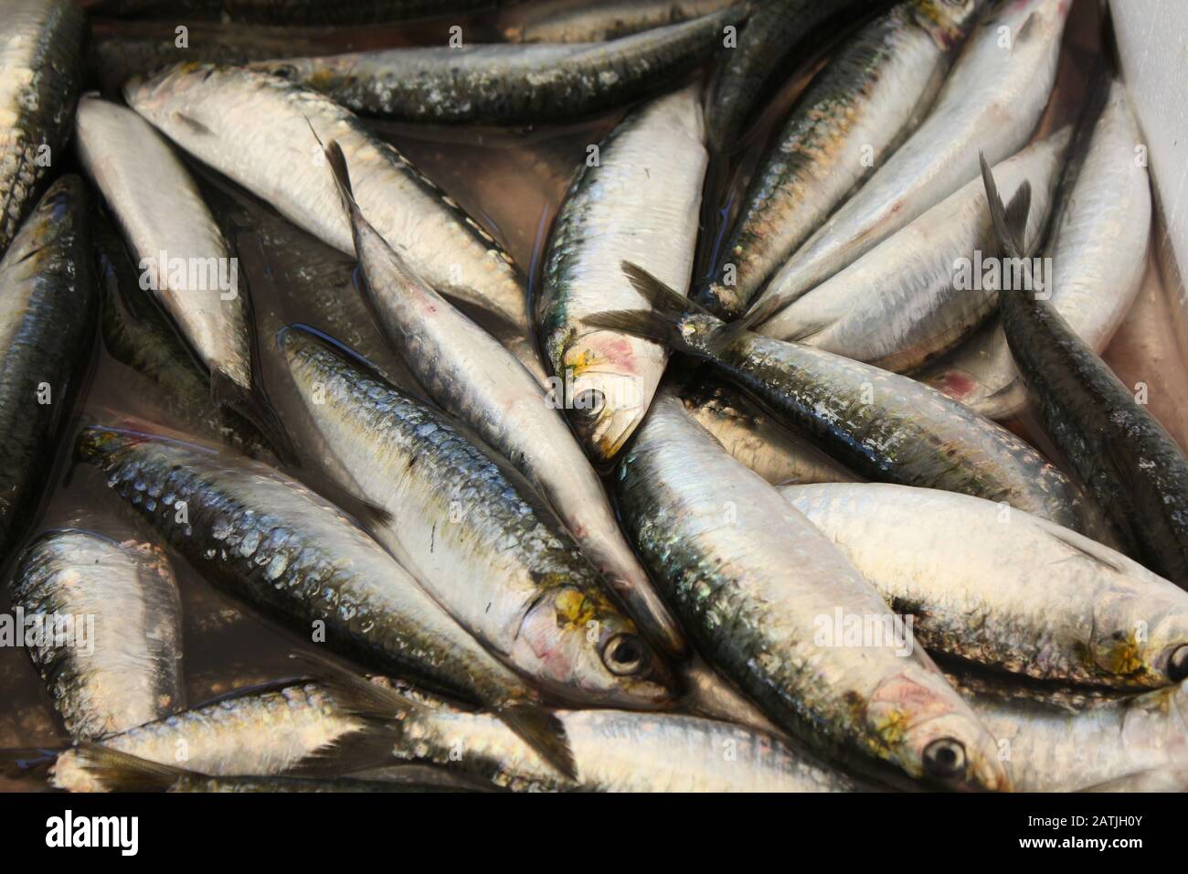 Sprat net hi-res stock photography and images - Alamy