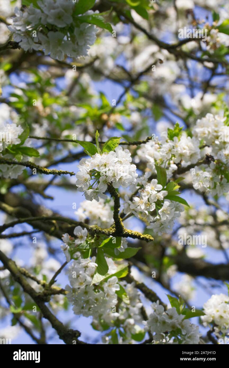 Sweet cherry ‘Van’ blossom in Spring Stock Photo - Alamy