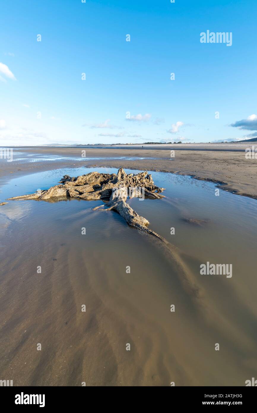 Partially petrified or partial concretion of ancient tree remains on ...