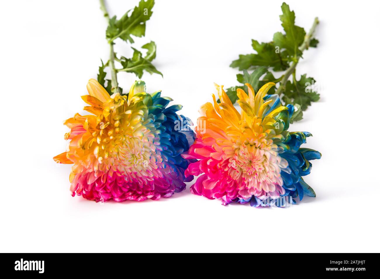 Multicolored flower isolated on white background Stock Photo - Alamy