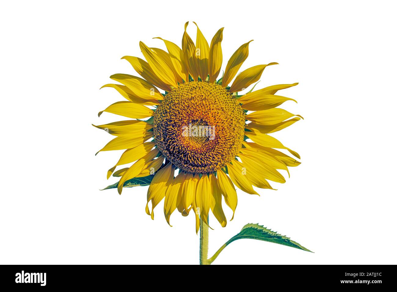Sunflower in field close up Cut Out Stock Images & Pictures - Alamy