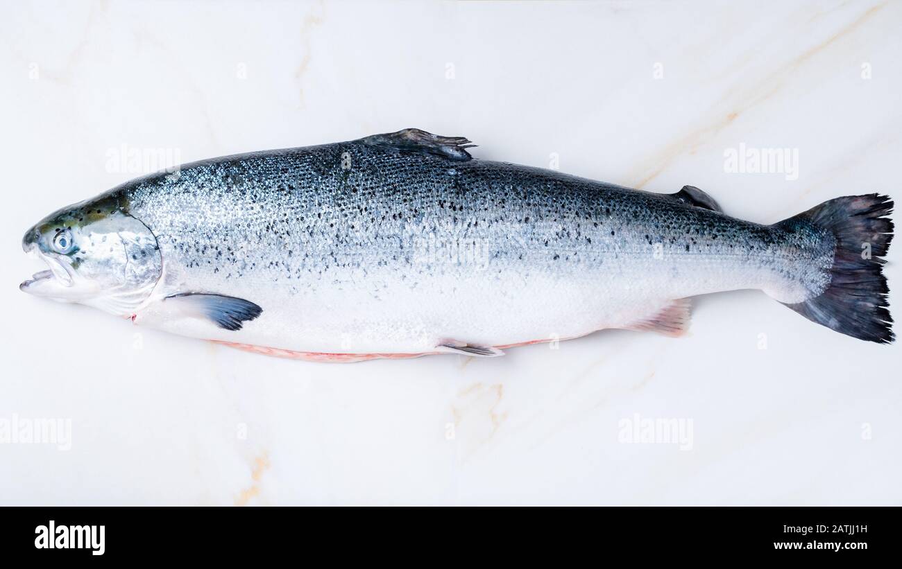 whole fresh raw big salmon fish on white marble table, top view, long ...