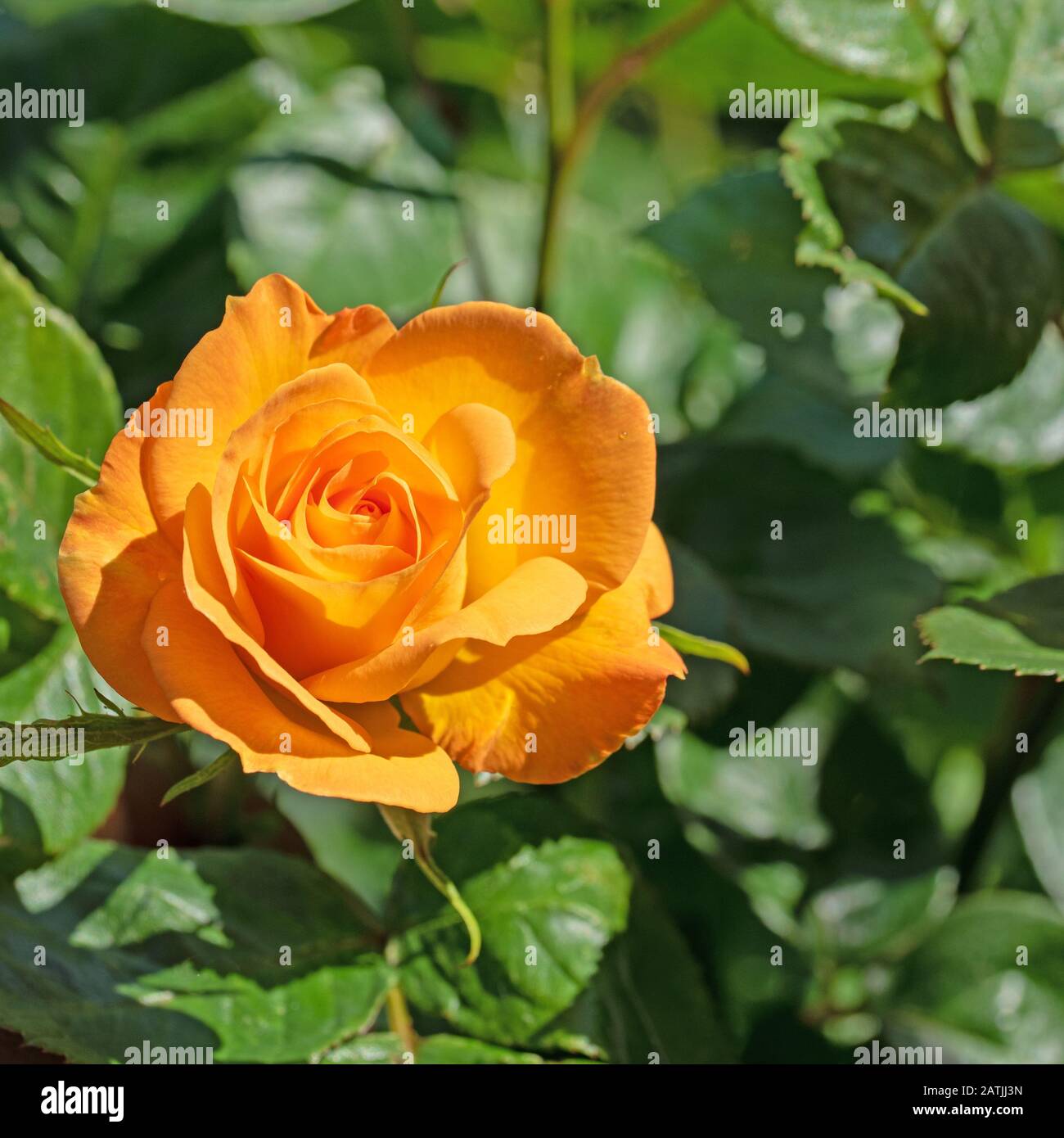 Noble orange hi-res stock photography and images - Alamy
