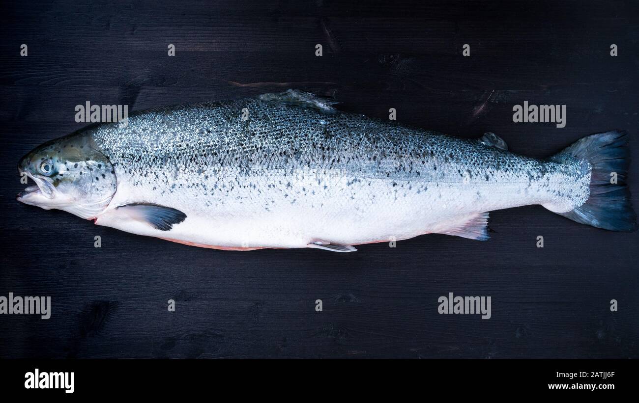 whole fresh raw big salmon fish on dark black wooden table, top view ...