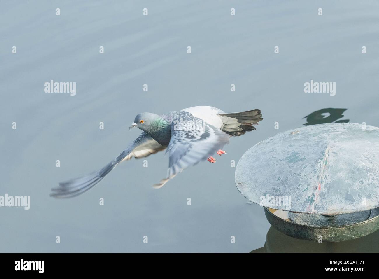 Pigeon magazine hi-res stock photography and images - Alamy