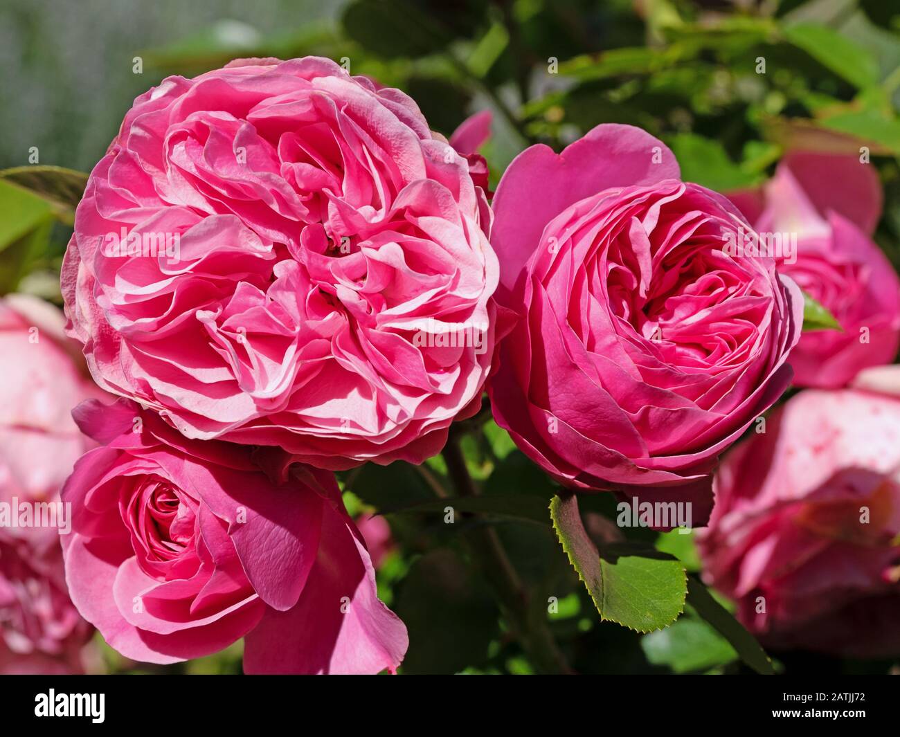 Noble pink rose hi-res stock photography and images - Alamy