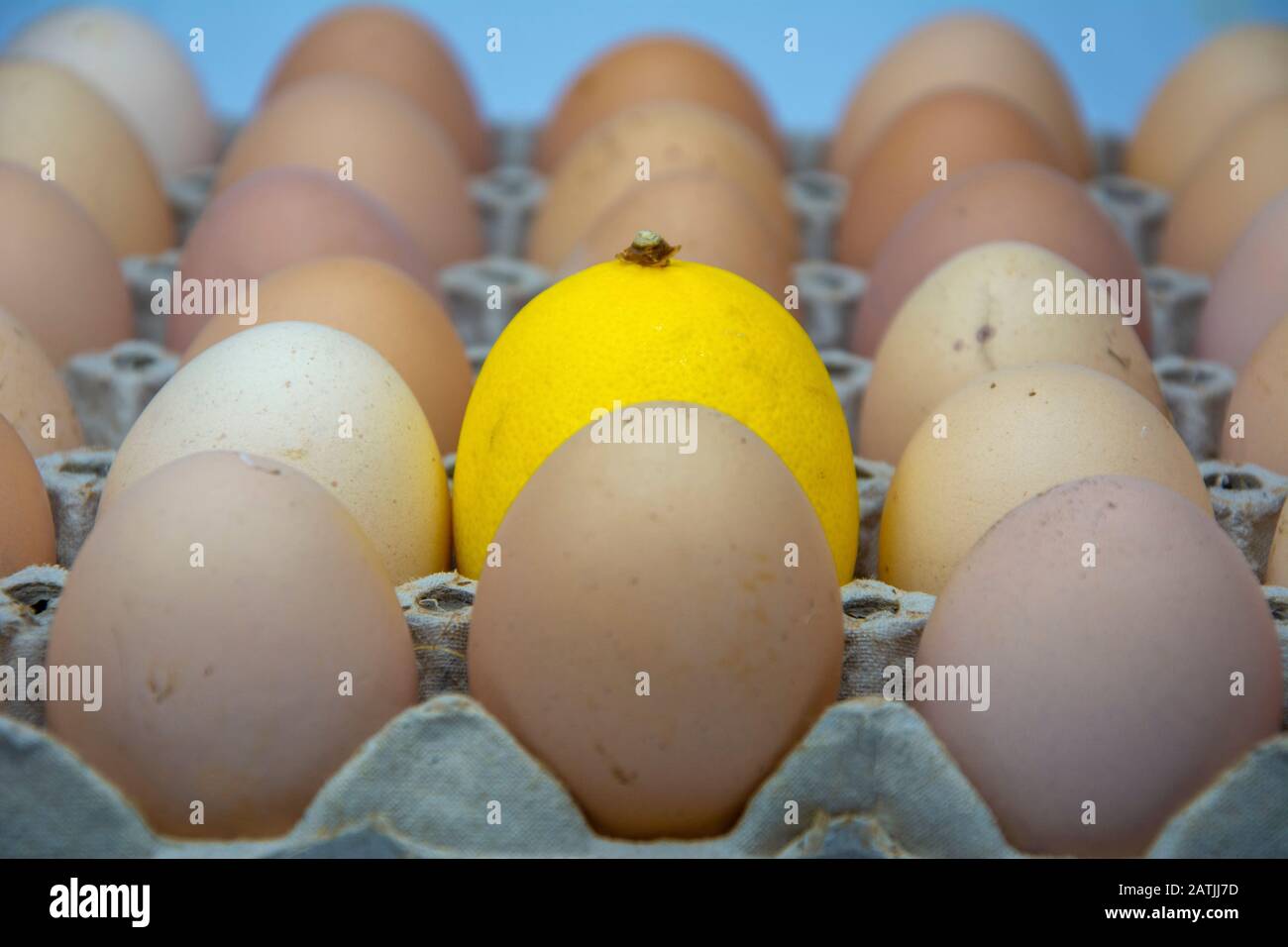One lemon in a cardboard egg Stock Photo - Alamy