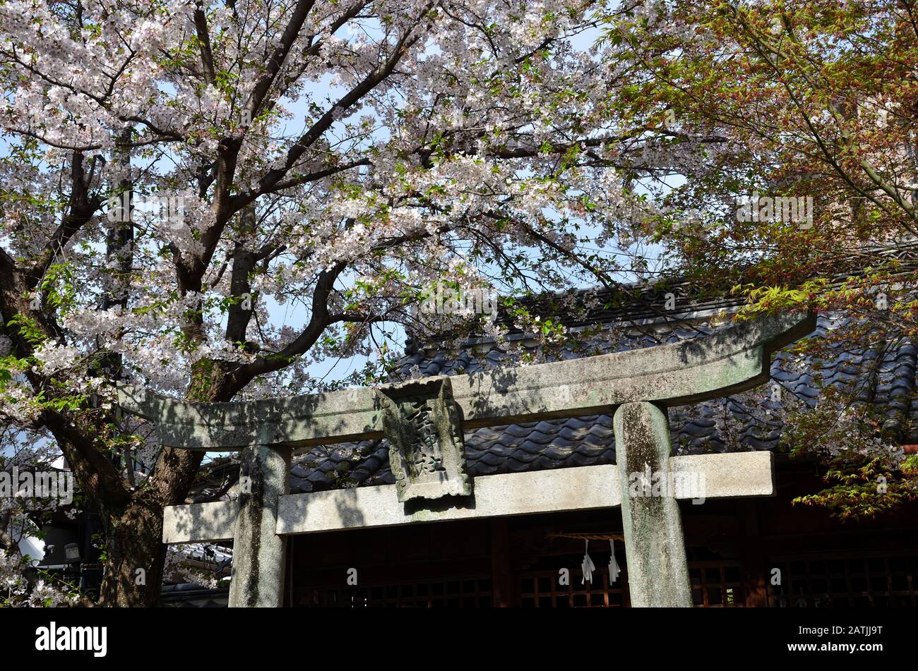 Cherry blossom on the torii Stock Photo - Alamy