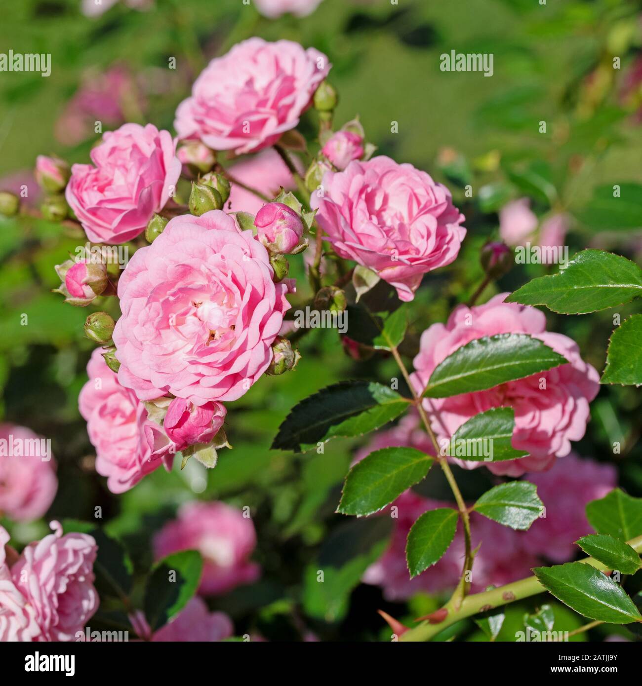Noble pink rose hi-res stock photography and images - Alamy