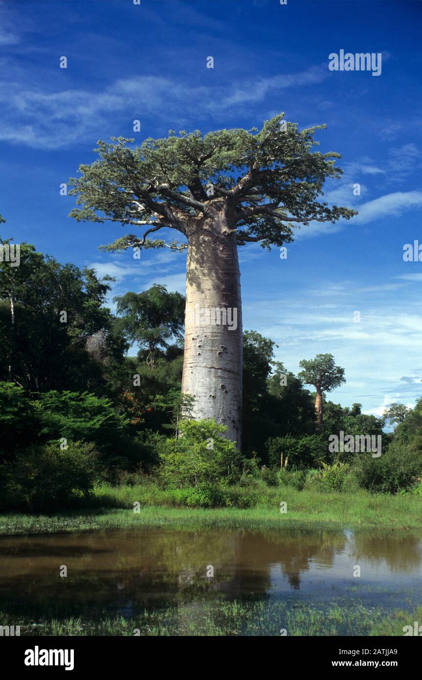 Single Grandidier's Baobab, Adansonia grandidieri, Rising Above the ...