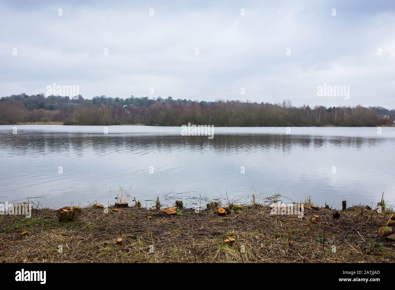 Empty clearing hi-res stock photography and images - Alamy