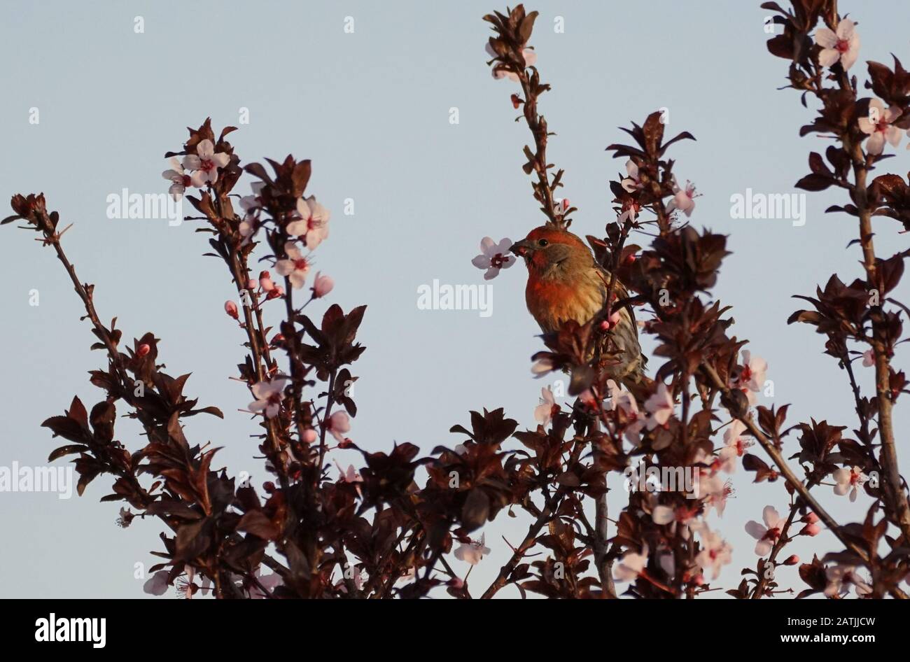 Finch in tree hi-res stock photography and images - Alamy