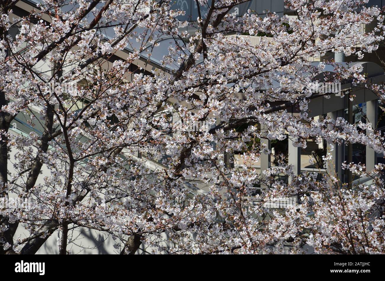 Flora flourished hi-res stock photography and images - Alamy