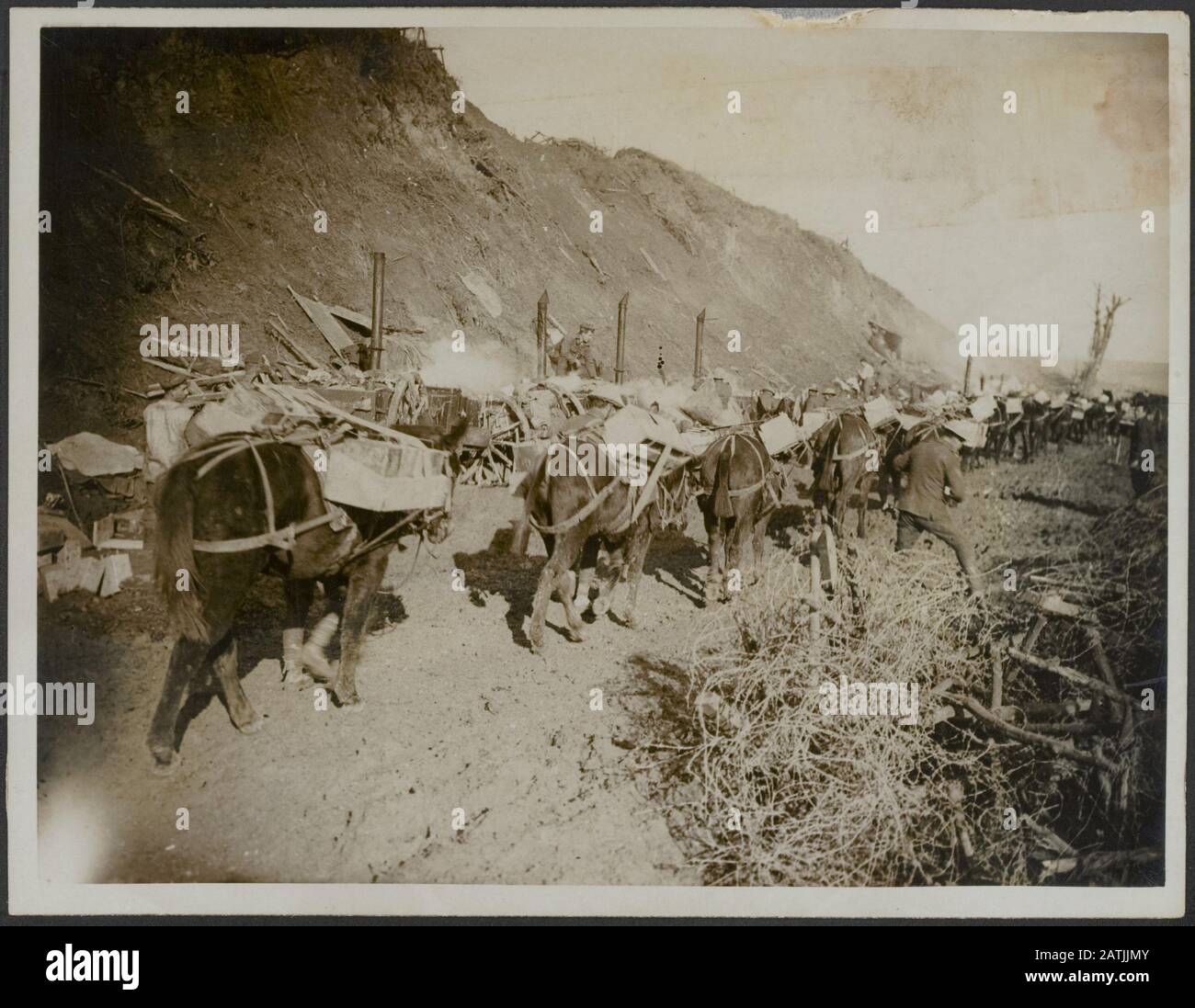 The British Western Front Description: Pack horses going adjusts field ...