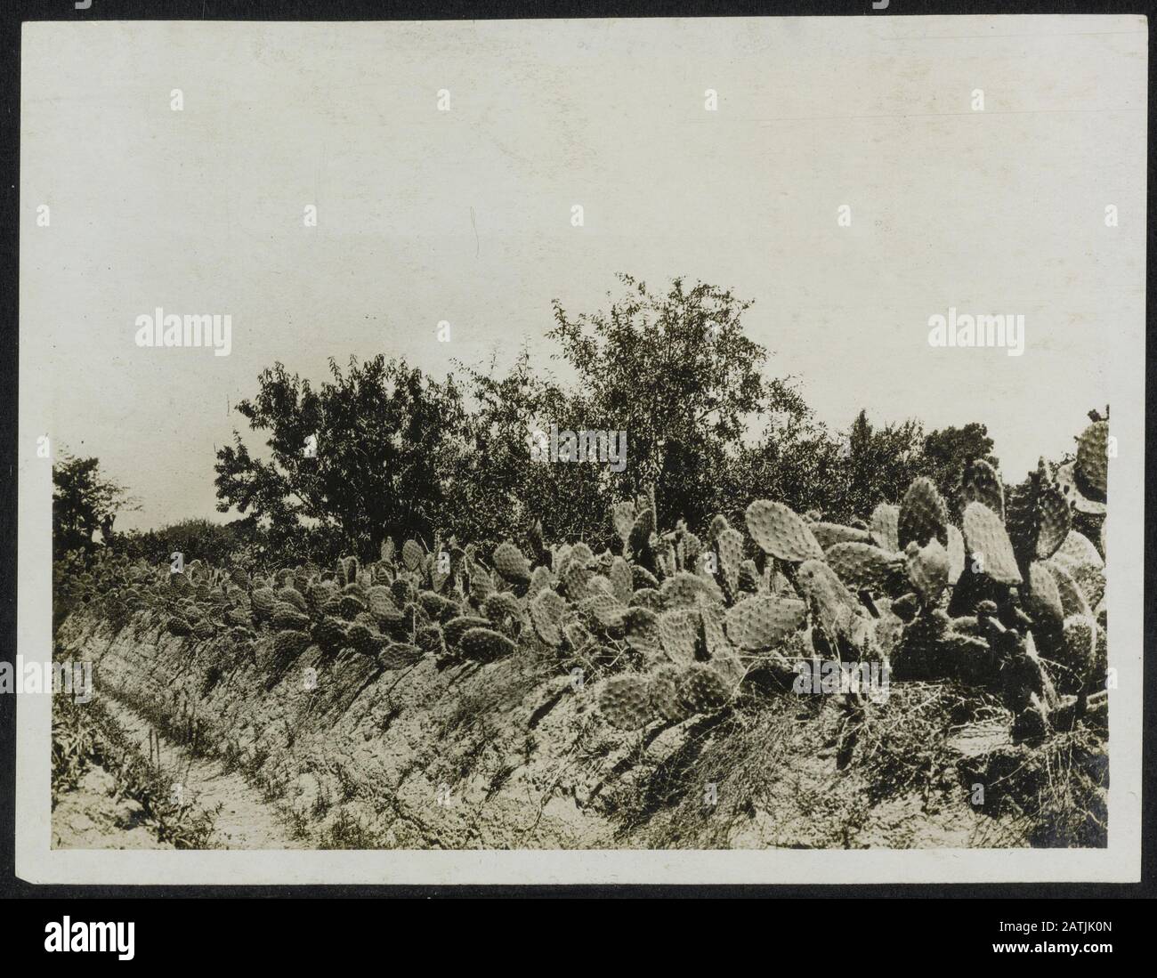 Gaza 1917 hi-res stock photography and images - Alamy