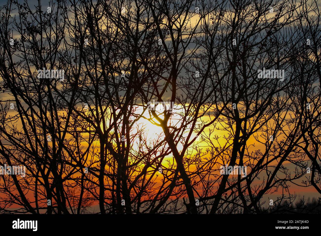 Sunset seen behind bare branches of leafless tree in winter Stock Photo ...