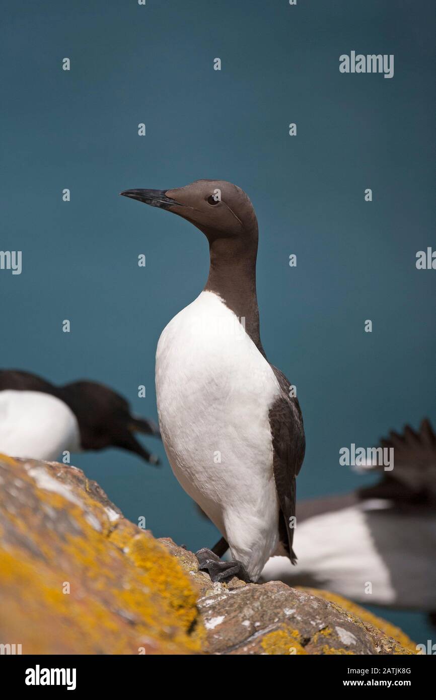 Common Guillemot or Common Murre, Uria aalge, portrait of single adult ...