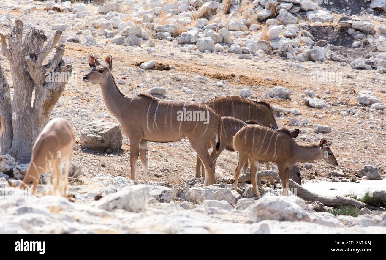Some antelopes walking in Namibia national park Stock Photo - Alamy