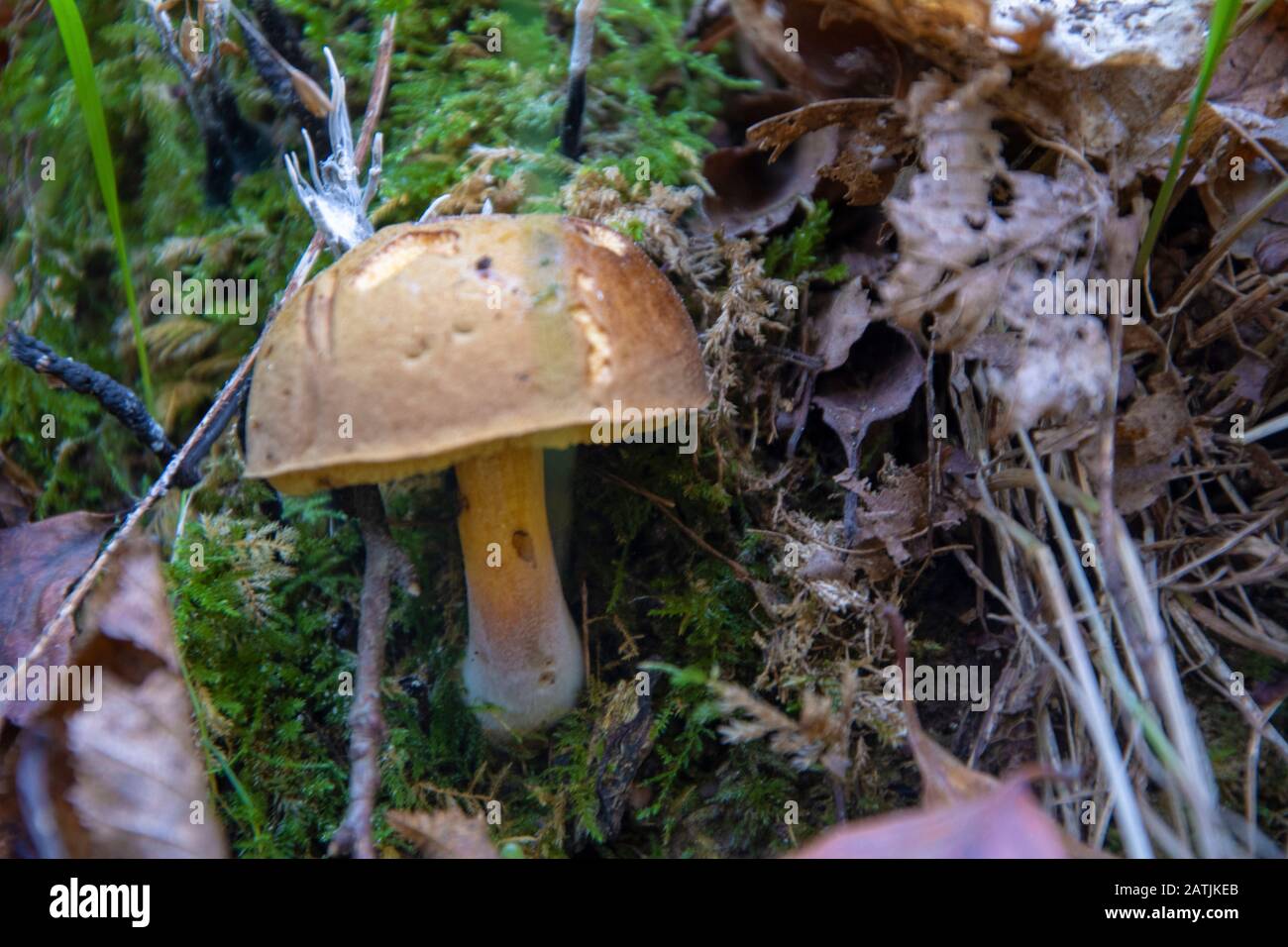Poisonous plant sign hi-res stock photography and images - Alamy