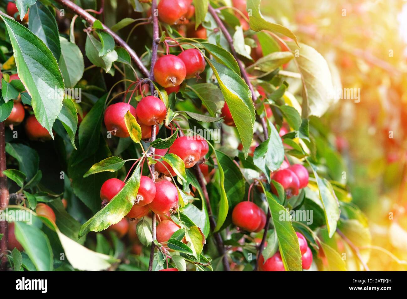 Dolgo crabapple hi-res stock photography and images - Alamy