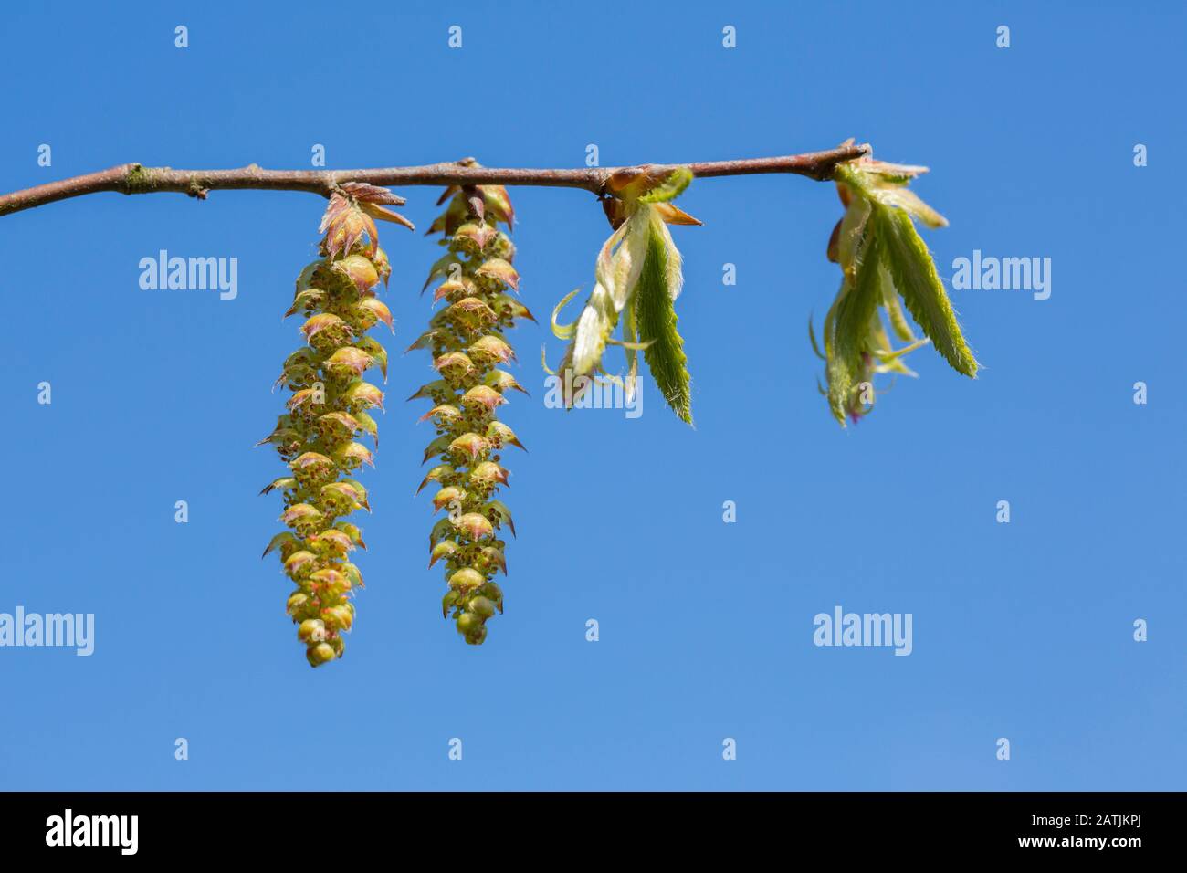 European hornbeam / common hornbeam (Carpinus betulus) twig with ...
