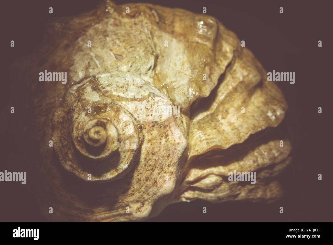 Natural big decorative brown seashell, close up photo with vintage ...