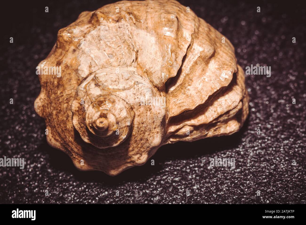 Natural big decorative brown seashell, close up photo with vintage ...