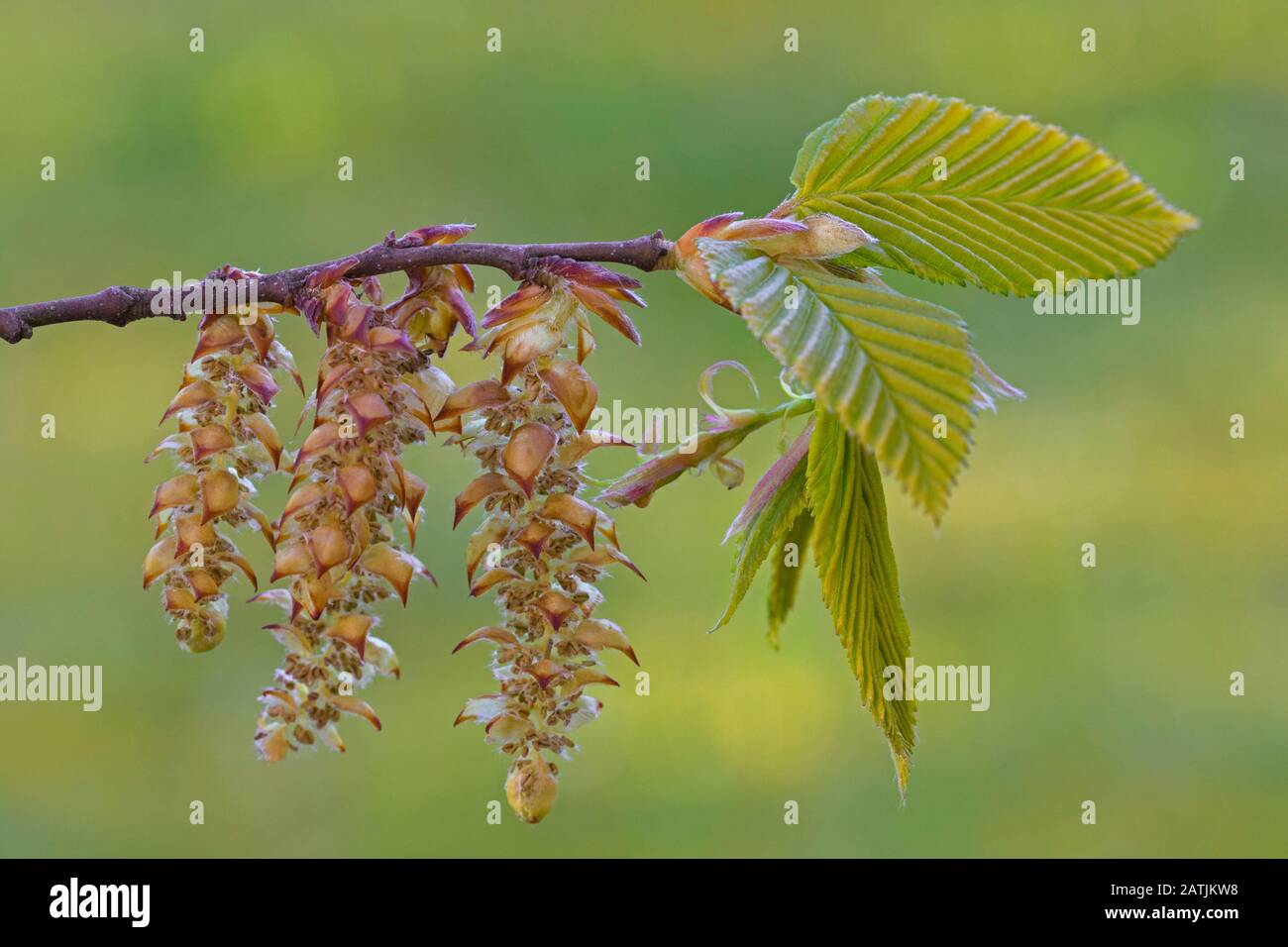 European hornbeam / common hornbeam (Carpinus betulus) twig with ...