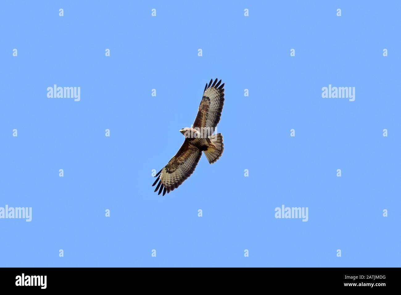 Buzzards soaring uk hi-res stock photography and images - Alamy