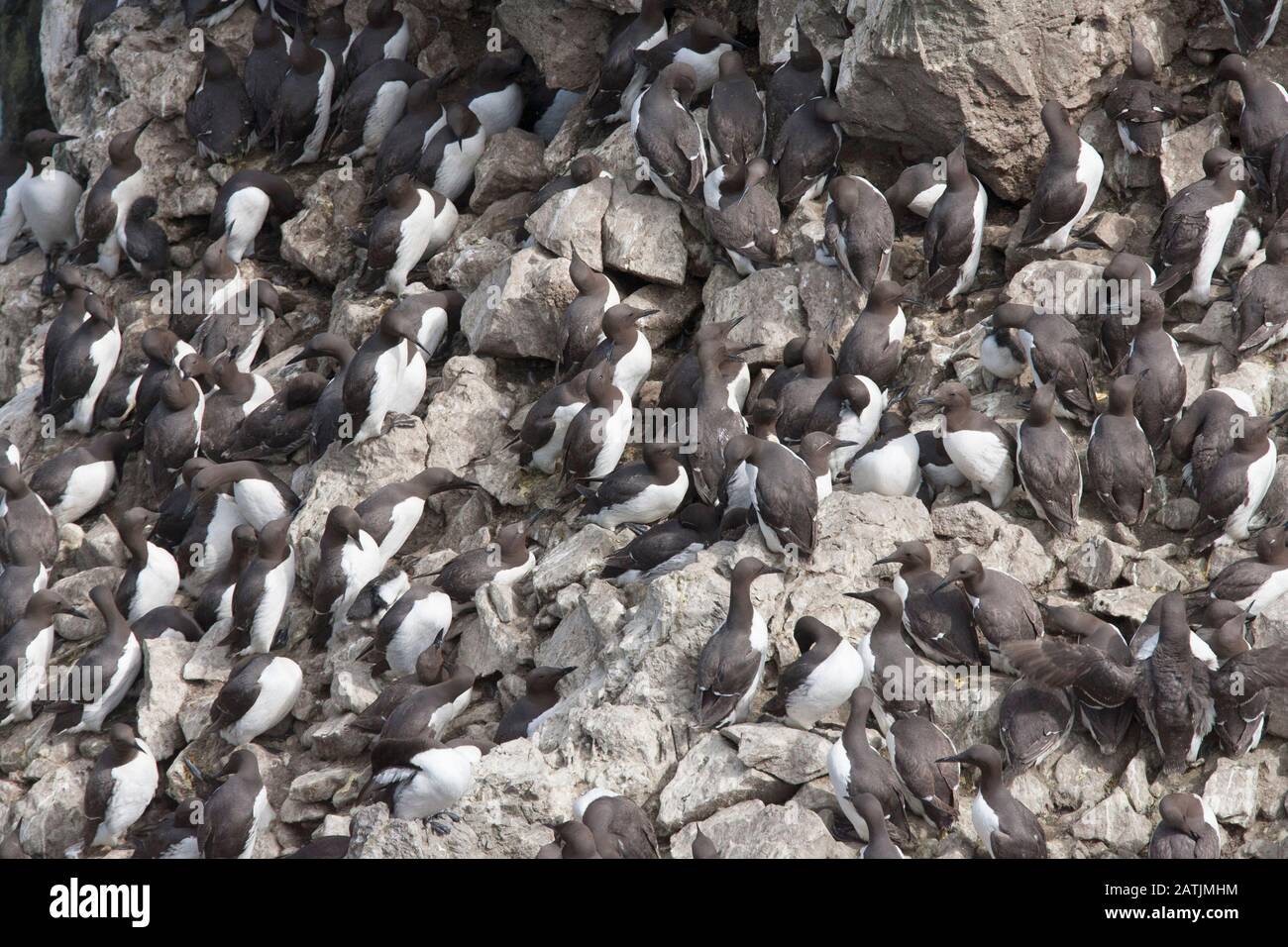 Common Guillemots or Common Murres, Uria aalge, colony nesting on ...