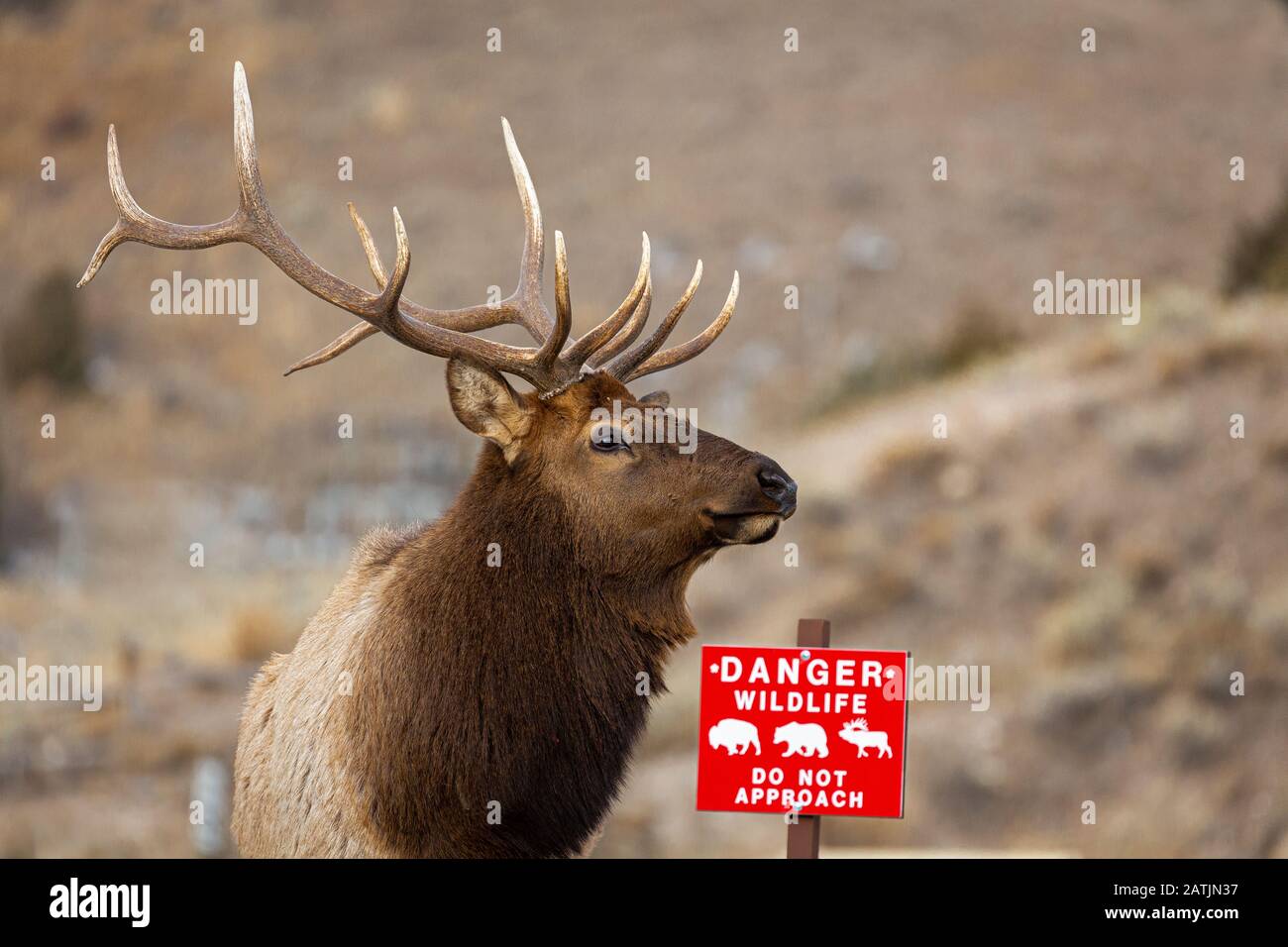 Warning Sign Yellowstone National Park High Resolution Stock ...