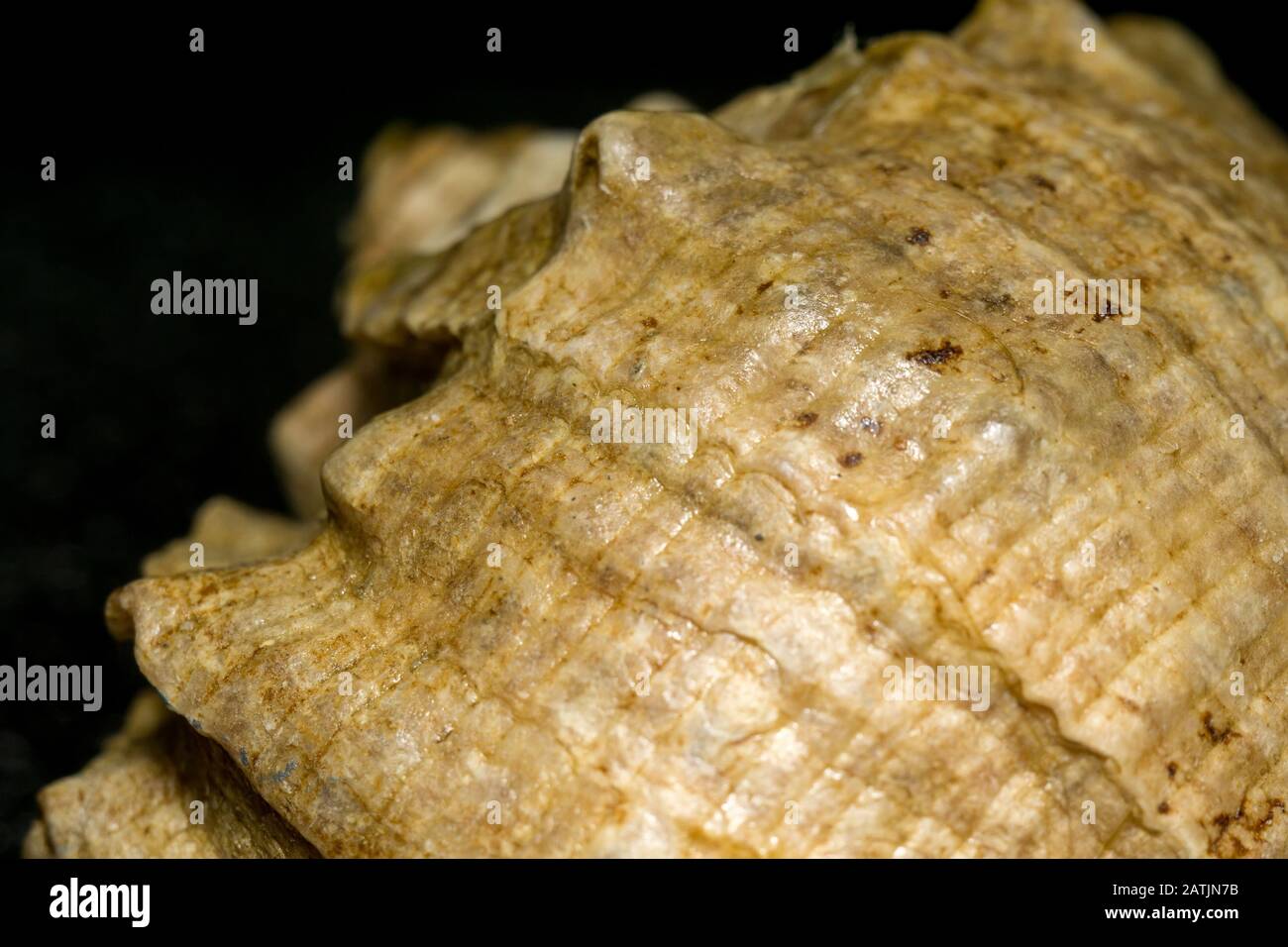 Natural big decorative brown seashell, close up photo Stock Photo - Alamy