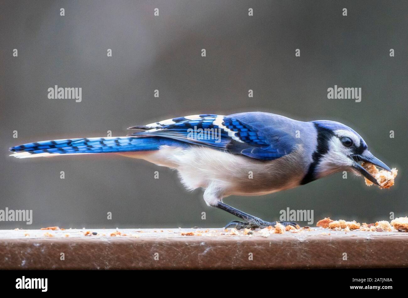 Snagged hi-res stock photography and images - Alamy