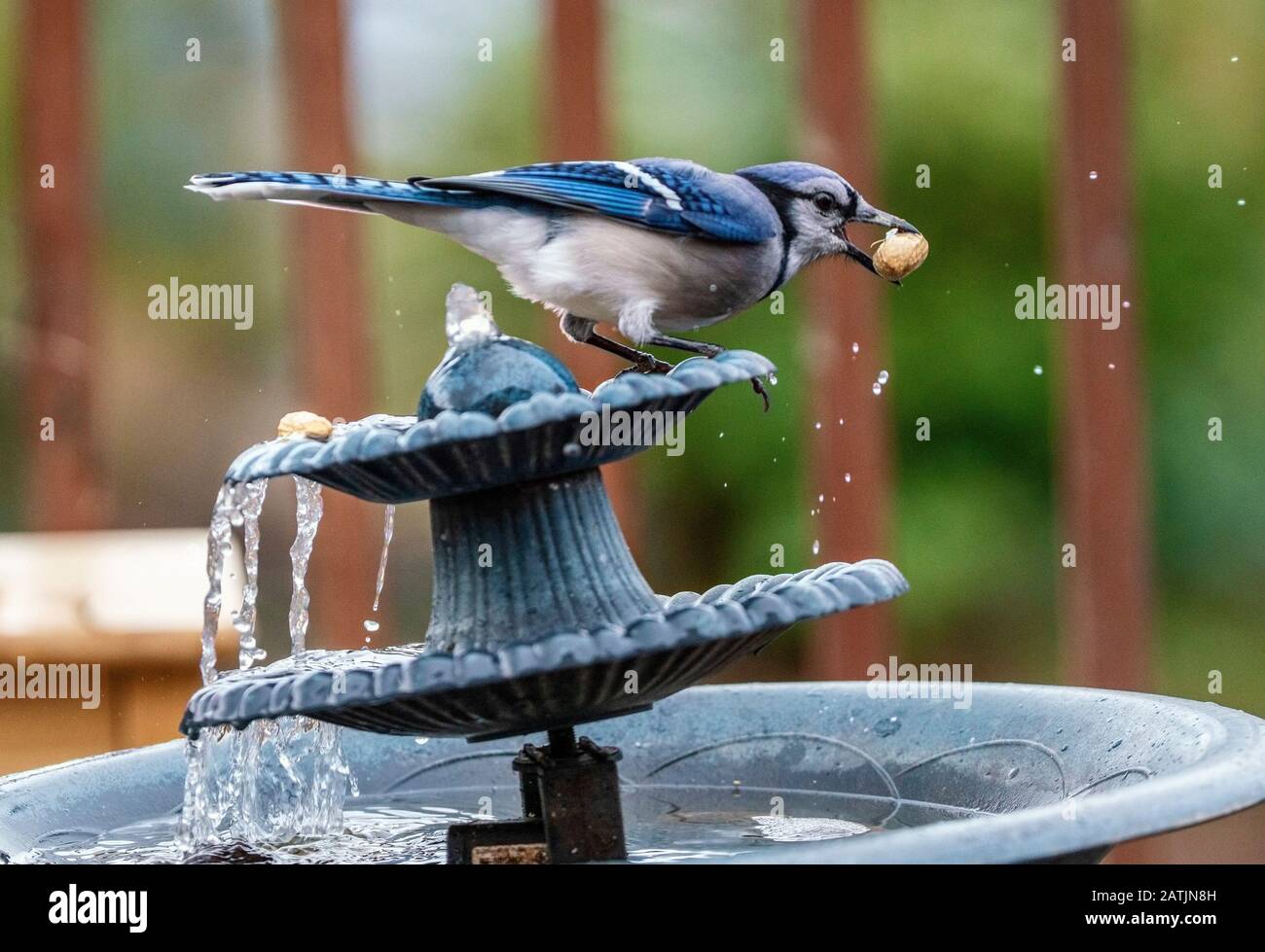 Going for peanuts hi-res stock photography and images - Alamy