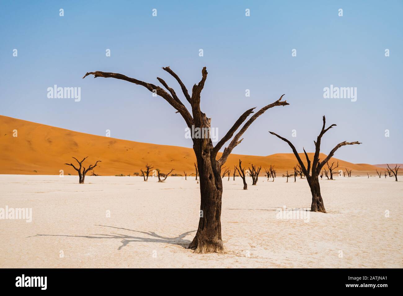 Dead plant in desert hi-res stock photography and images - Alamy