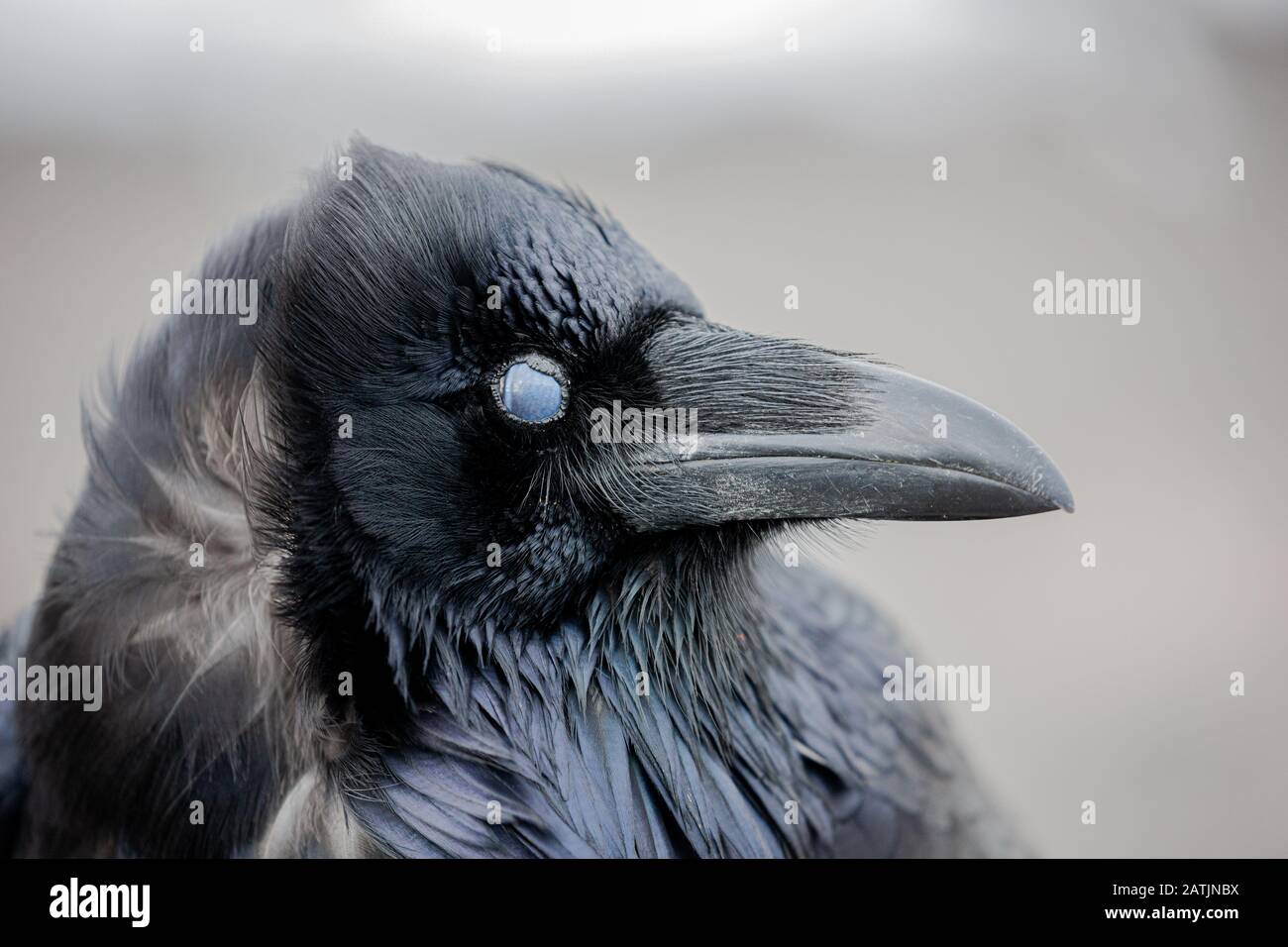 Raven in national park hi-res stock photography and images - Alamy
