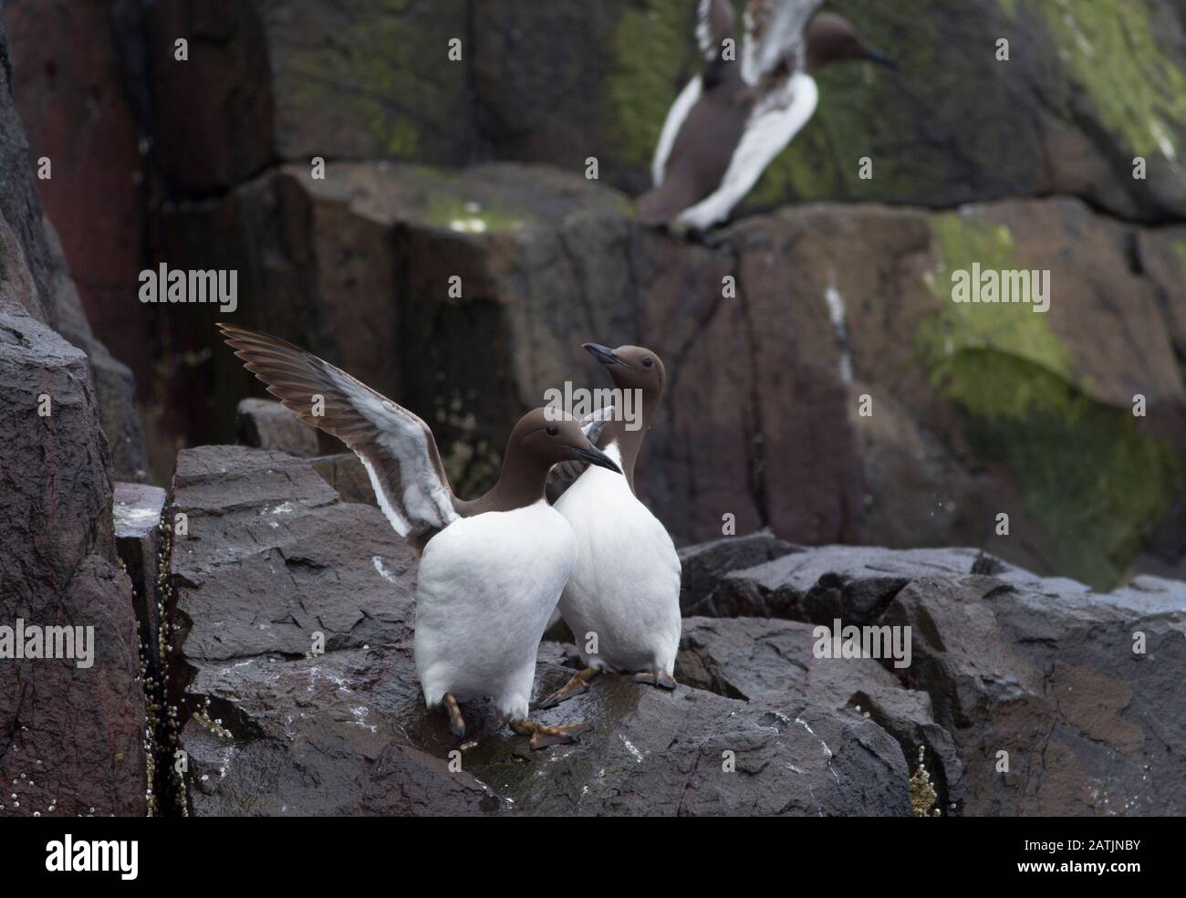 Common Guillemots or Common Murres, Uria aalge, pair of adults standing ...