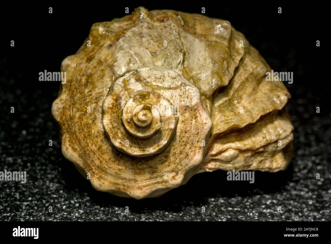 Brown Seashell High Resolution Stock Photography and Images - Alamy