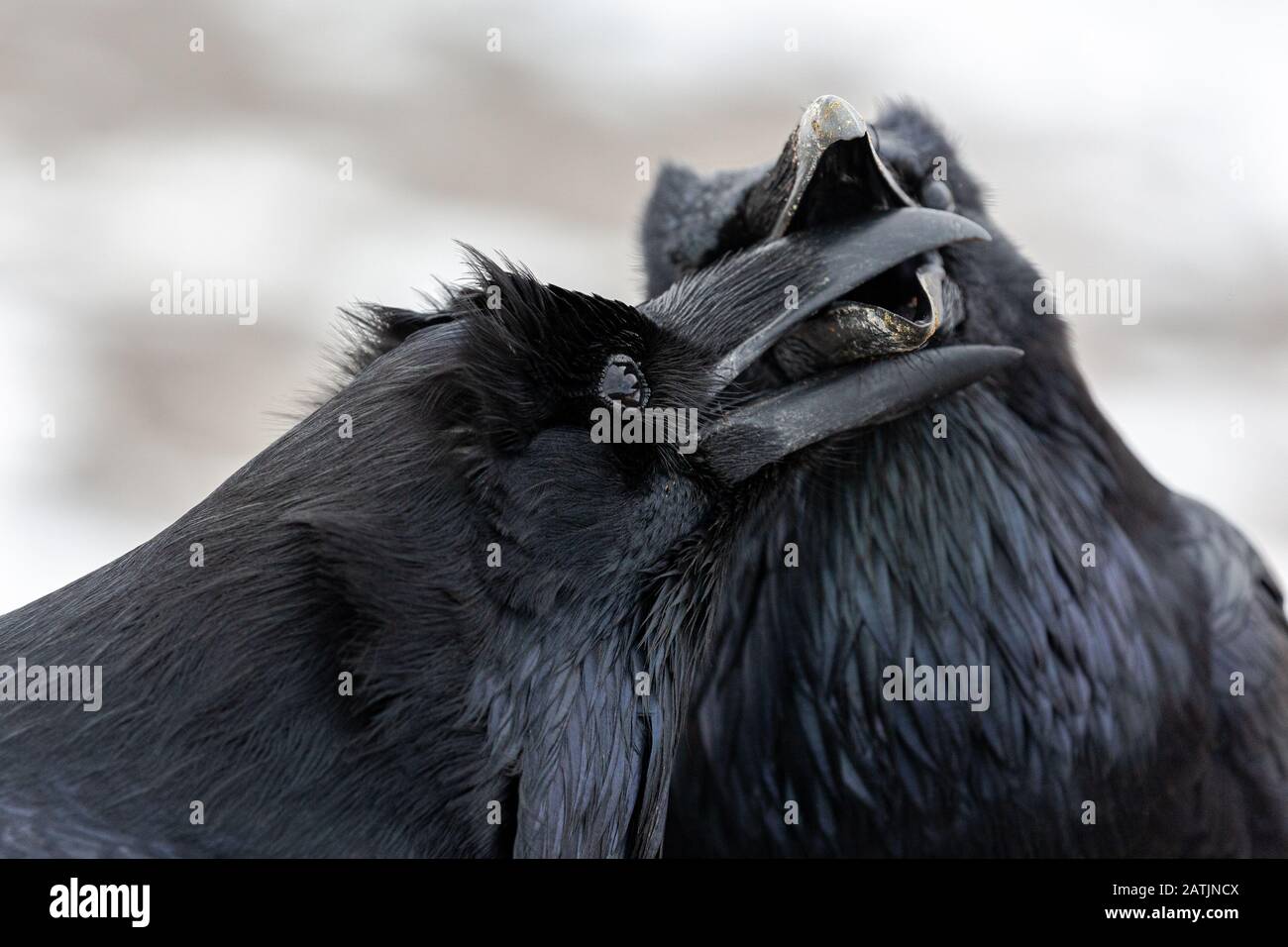 Raven yellowstone yellowstone national park hi-res stock photography ...