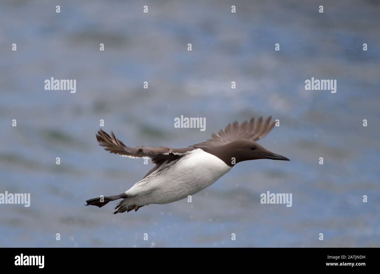 Common Guillemot or Common Murres, Uria aalge, single adult in flight ...