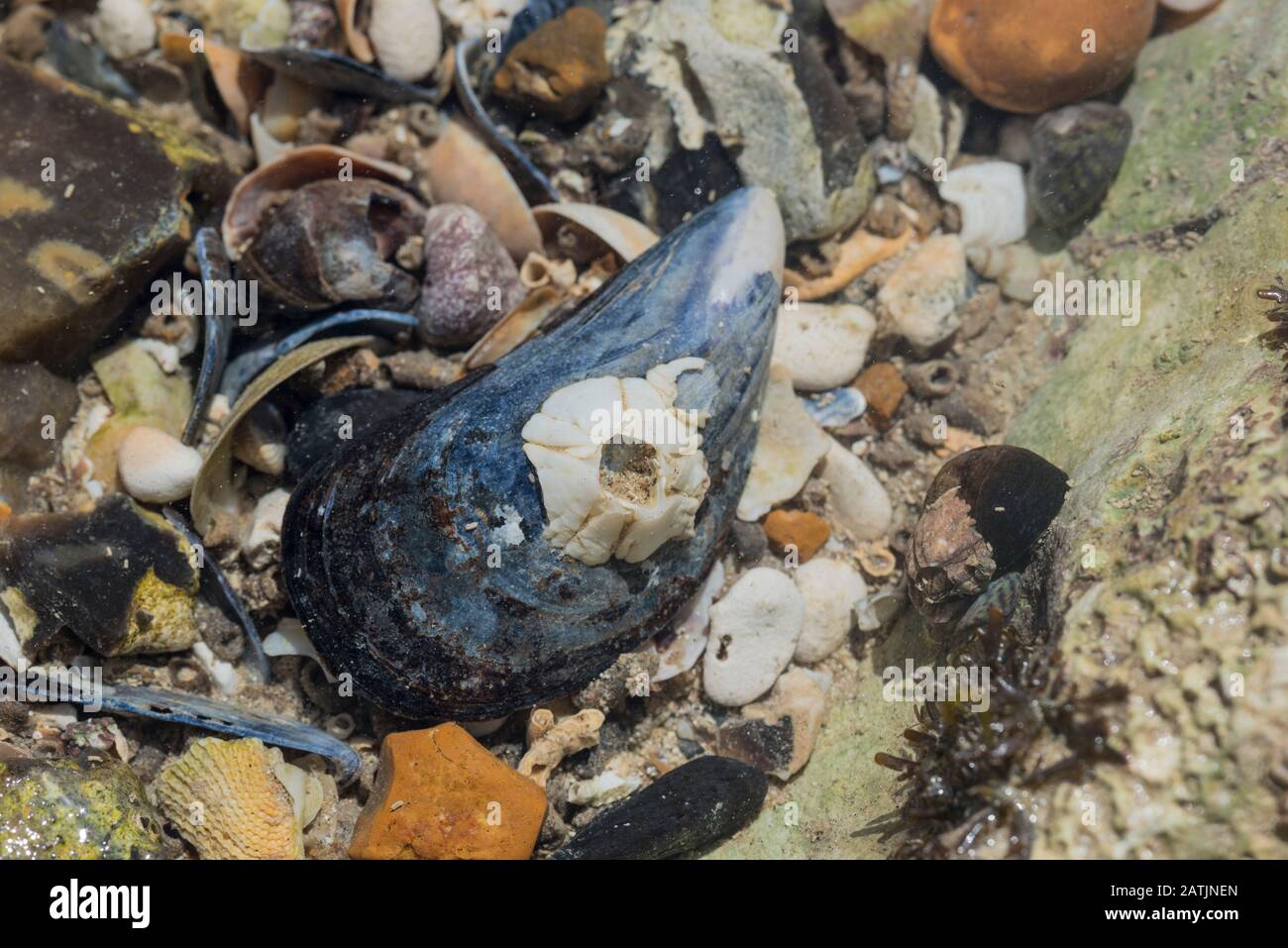 Shell of a Common Mussel (Mytilus edulis Stock Photo - Alamy
