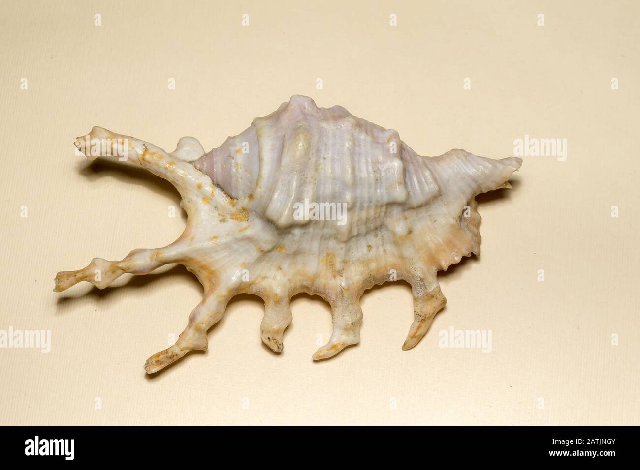 Spiny seashell hi-res stock photography and images - Alamy