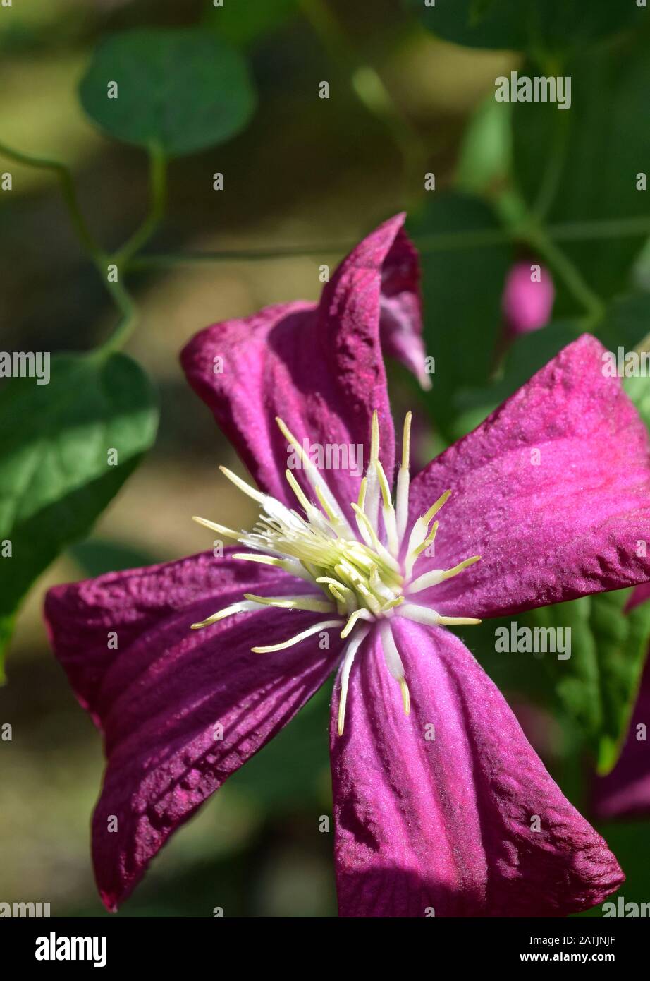 Voluceau hi-res stock photography and images - Alamy