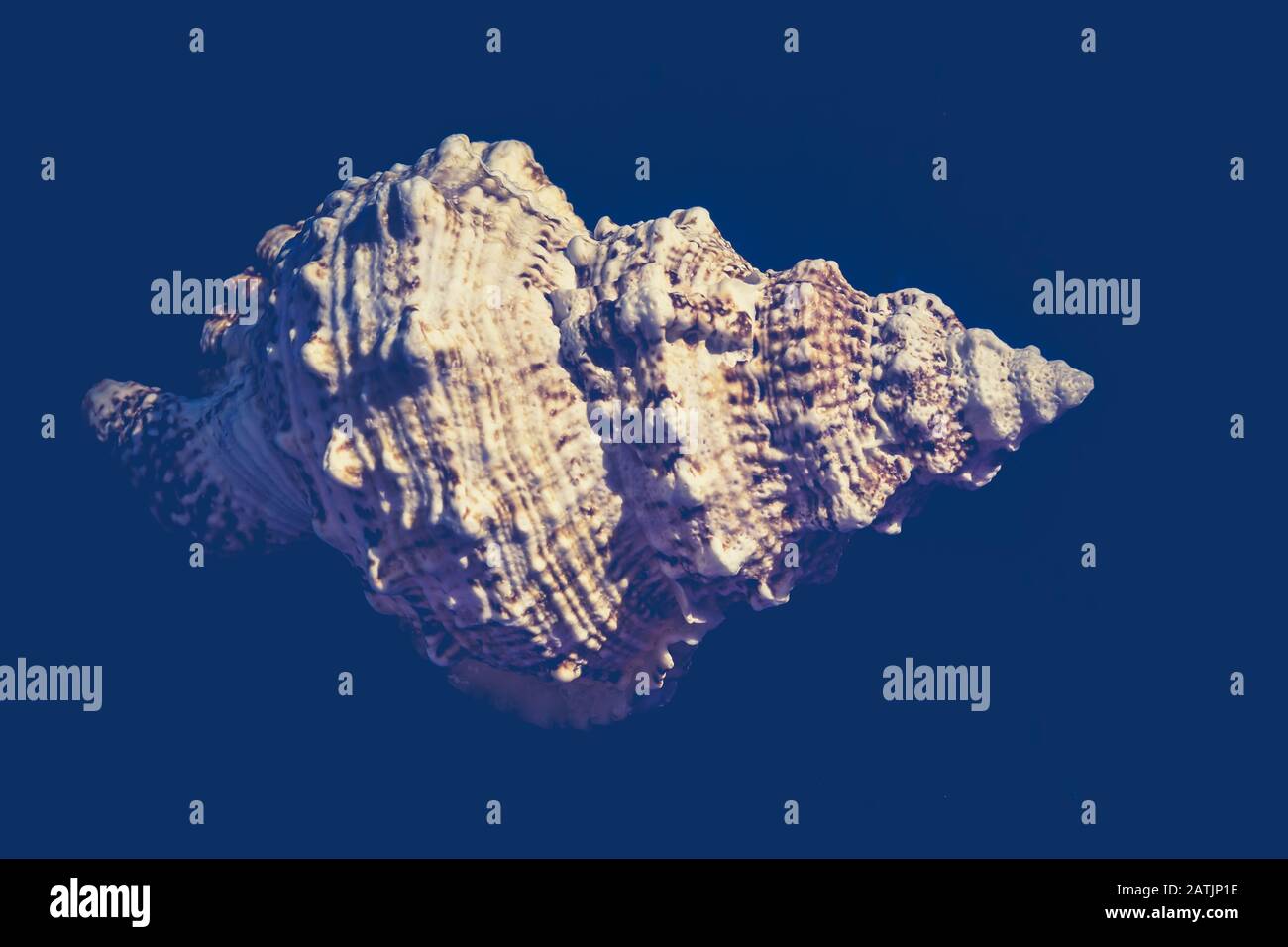 Big spiral spike sea shell close up vintage background Stock Photo - Alamy