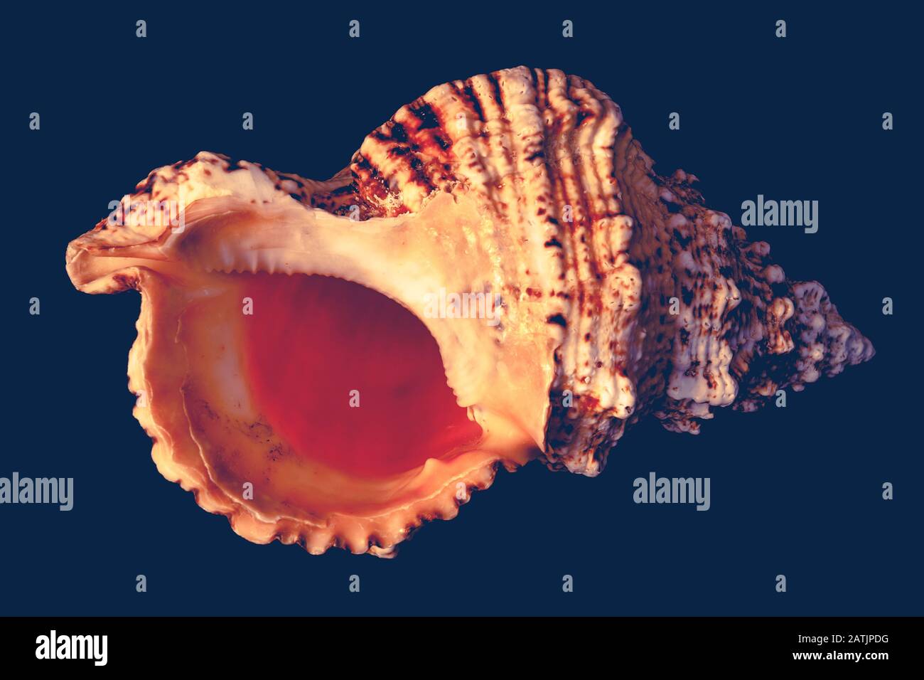 Big spiral spike sea shell close up vintage background Stock Photo - Alamy