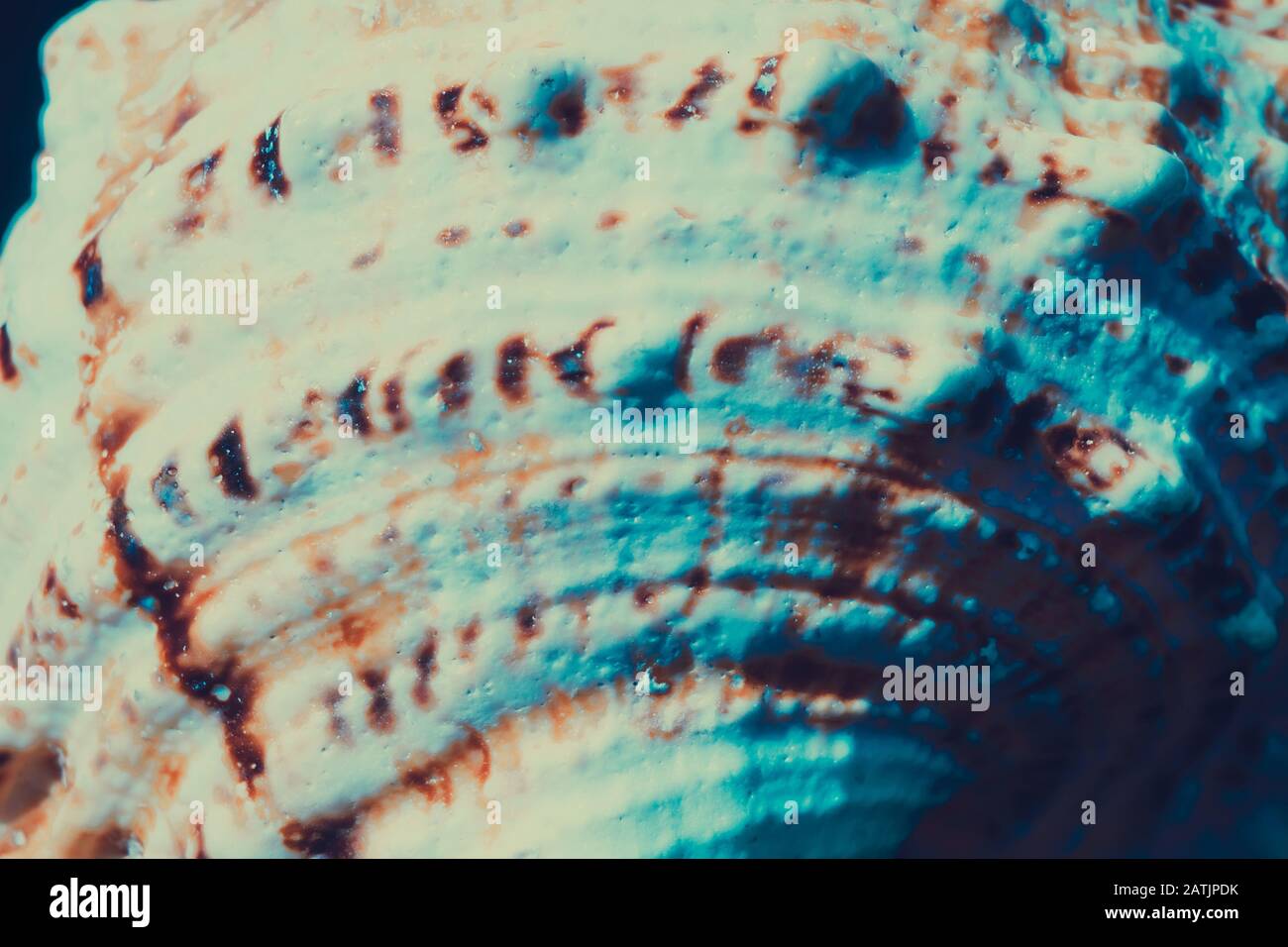 Big spiral spike sea shell close up vintage background Stock Photo - Alamy