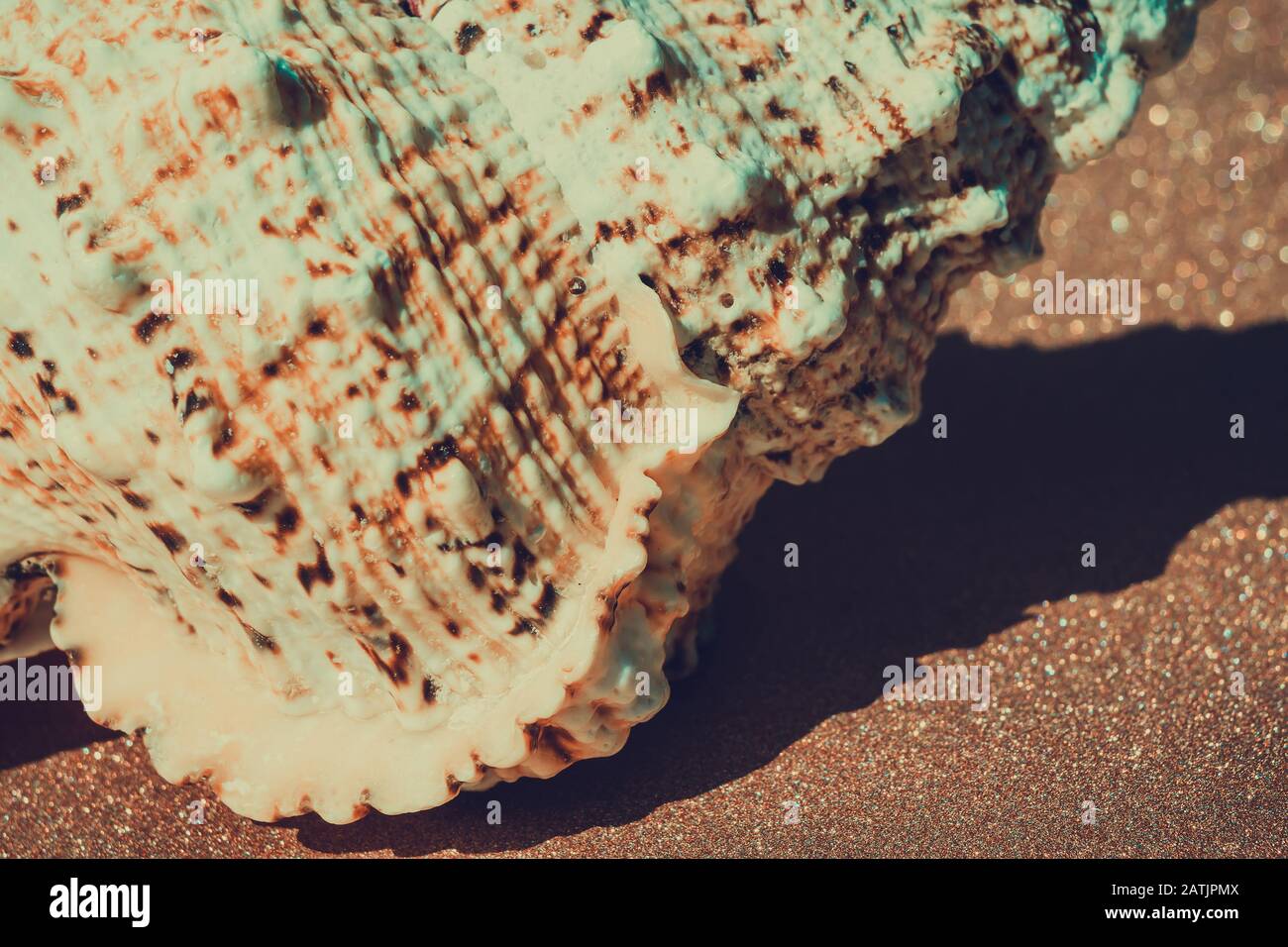 Big spiral spike sea shell close up vintage background Stock Photo - Alamy