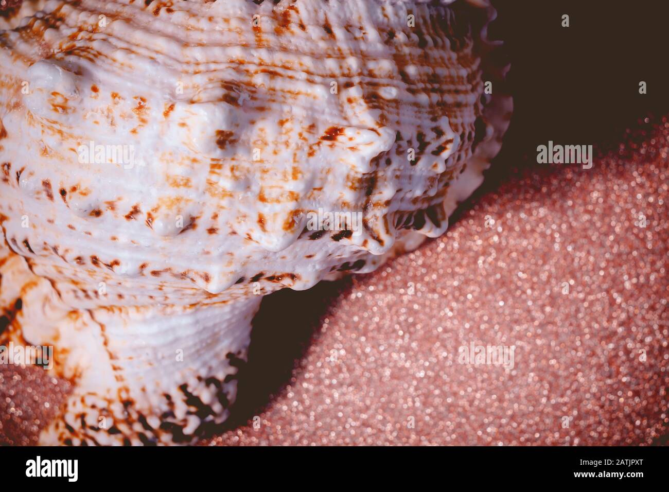 Big spiral spike sea shell close up vintage background Stock Photo - Alamy