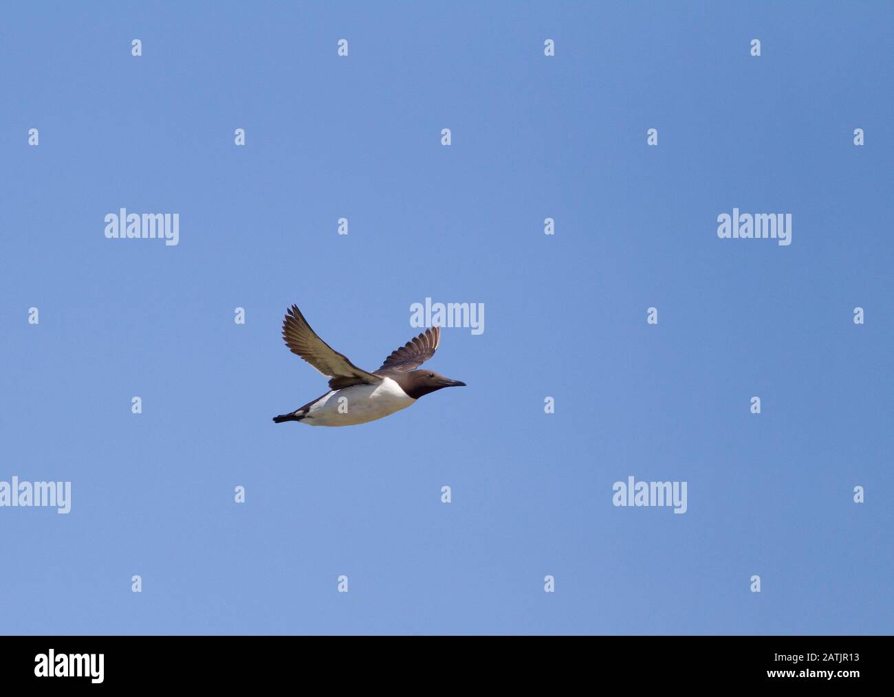 Common Guillemots or Common Murres, Uria aalge, single adult in flight ...